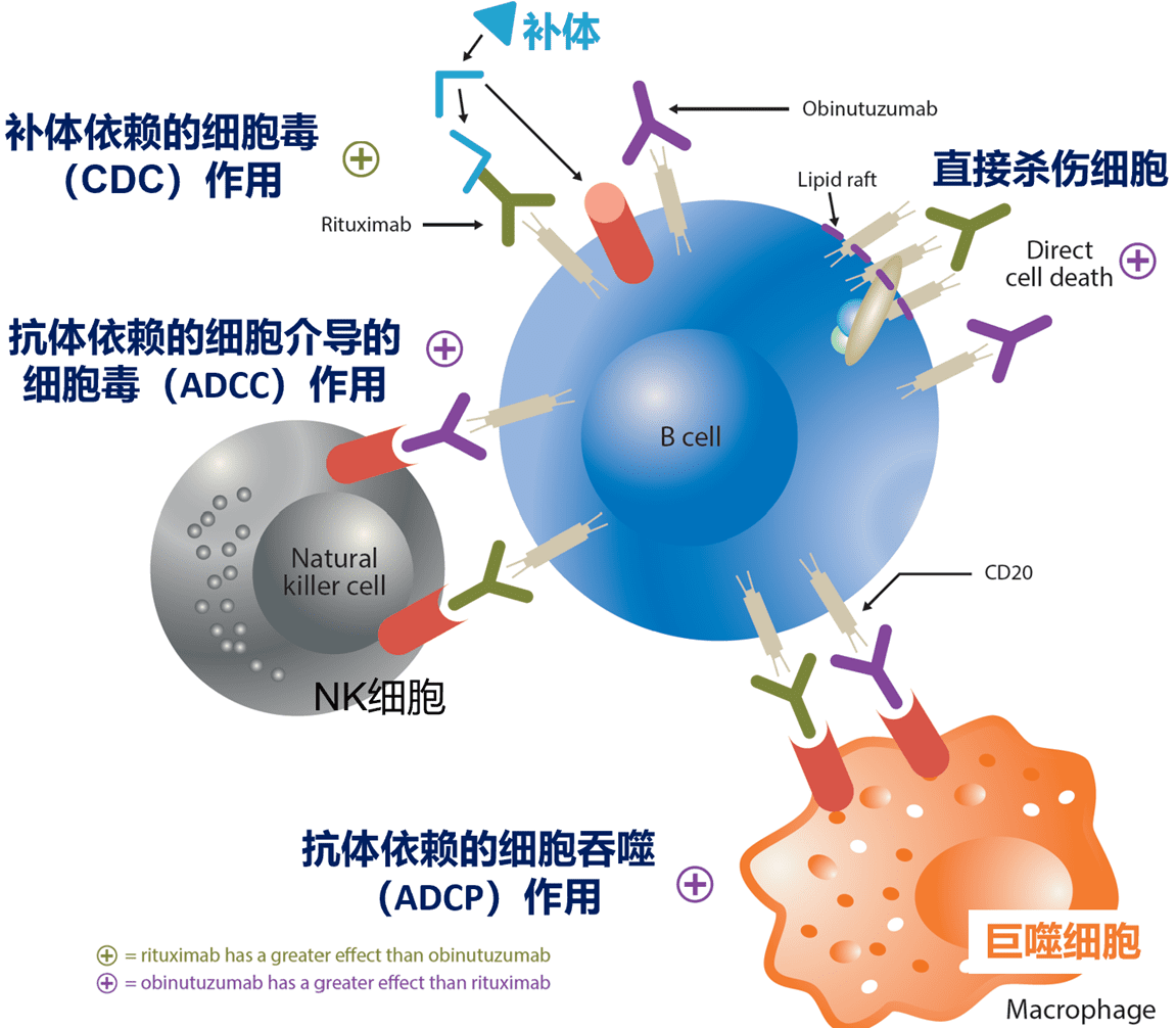 记住所有FDA生物药 | 靶向CD20 | 佳罗华®奥妥珠单抗 | 滤泡性淋巴瘤FL、慢性淋巴细胞白血病CLL – 肖恩记药