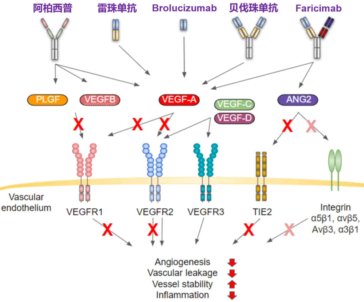 记住所有FDA生物药 | 眼科用VEGFR | 雷珠单抗、阿柏西普、布西珠单抗、法瑞西单抗 | 眼底病 – 肖恩记药