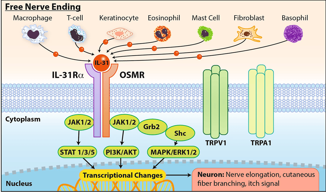 记住所有FDA生物药 | IL-31受体拮抗剂 | Nemolizumab 奈莫利珠单抗 | 结节性痒疹 – 肖恩记药